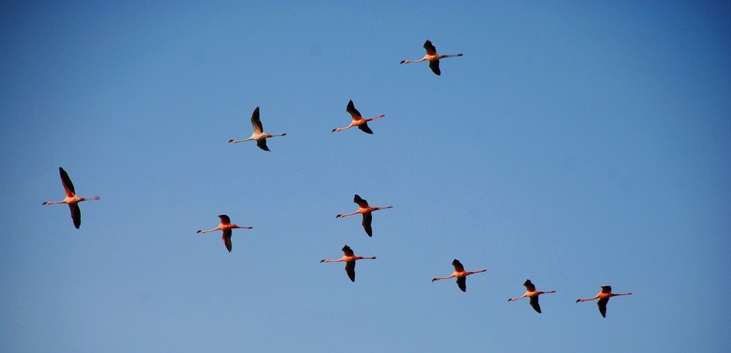 Why Do Flying Birds Make A V Formation?