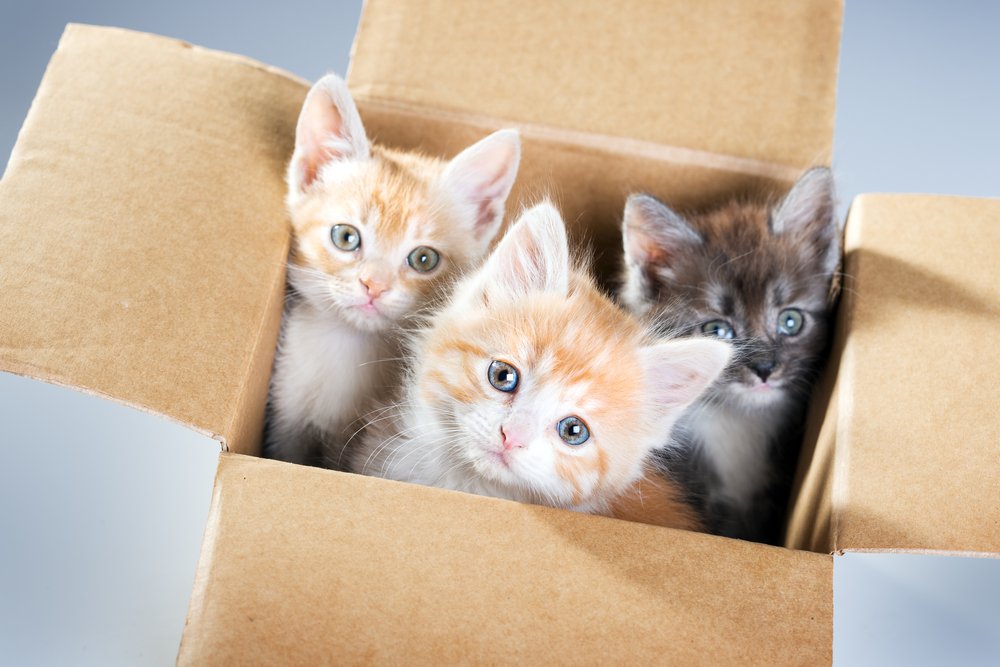 Warum Bleiben Katzen Gerne In Boxen Wissenschafts ABC TUNLOG
