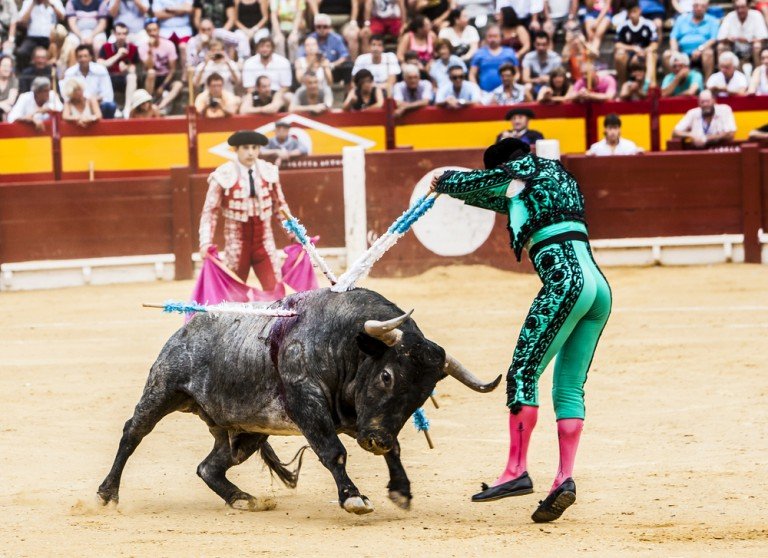 Do Bulls Really Hate The Color Red Or Are They Color Blind? » ScienceABC