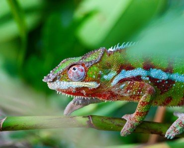 Why And How Chameleons Change Their Color