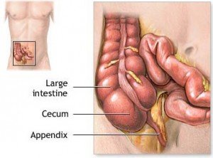 What Does The Appendix Do? » ScienceABC