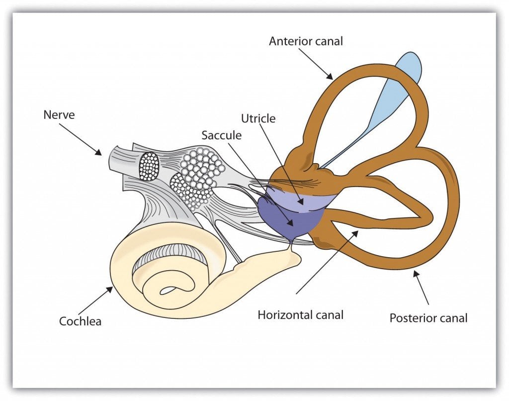Maintaining Static & Dynamic Equilibrium: How Our Ears Maintain Balance?
