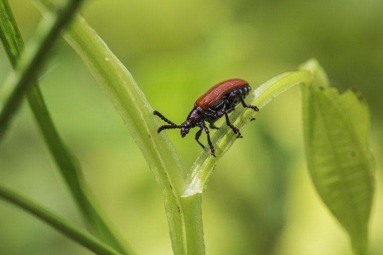 6 Animals That Attack To Defend Themselves From Predators