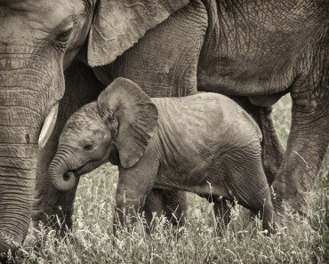 Elephant Memory: Elephants Never Forget -- Is It True?