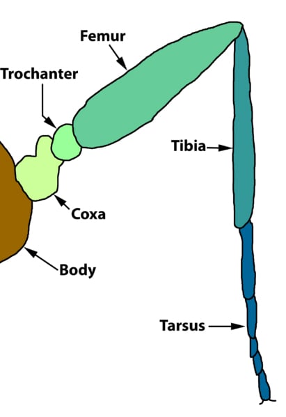 Do Butterflies Taste With Their Feet?