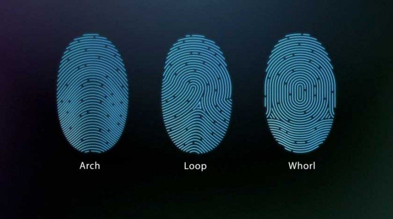 Why Do We Have Fingerprints And Why Are They Unique? » ScienceABC
