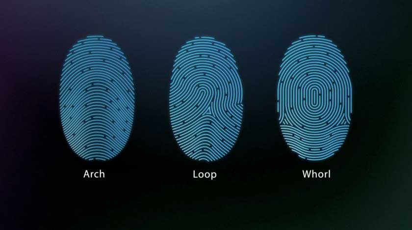 Why Do We Have Fingerprints And Why Are They Unique Science ABC