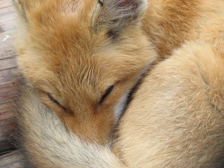 Why Do Animals Have Tails? » ScienceABC