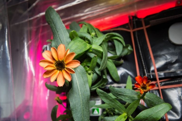 How Do Astronauts Grow Plants In Space? » ScienceABC