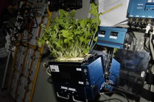 How Do Astronauts Grow Plants In Space? » ScienceABC