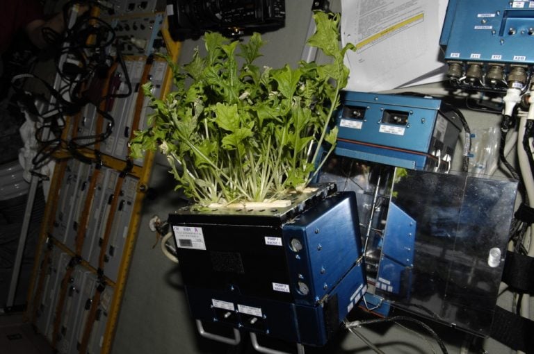 How Do Astronauts Grow Plants In Space? » ScienceABC
