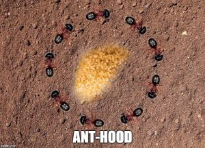 Why Do Ants Bump Into Each Other While Walking In Opposite Directions?