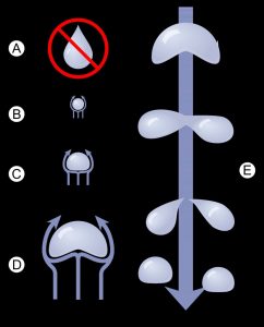 What Is The Shape Of A Raindrop? » ScienceABC