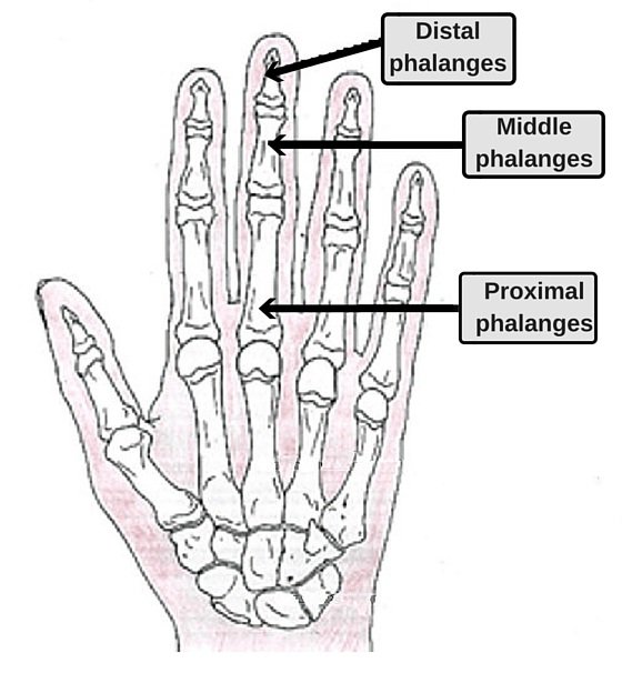 How Do Fingers Work If They Don't Contain Muscles? » ScienceABC