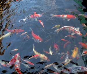 How Do Fish Get In Ponds And Lakes? | ScienceABC