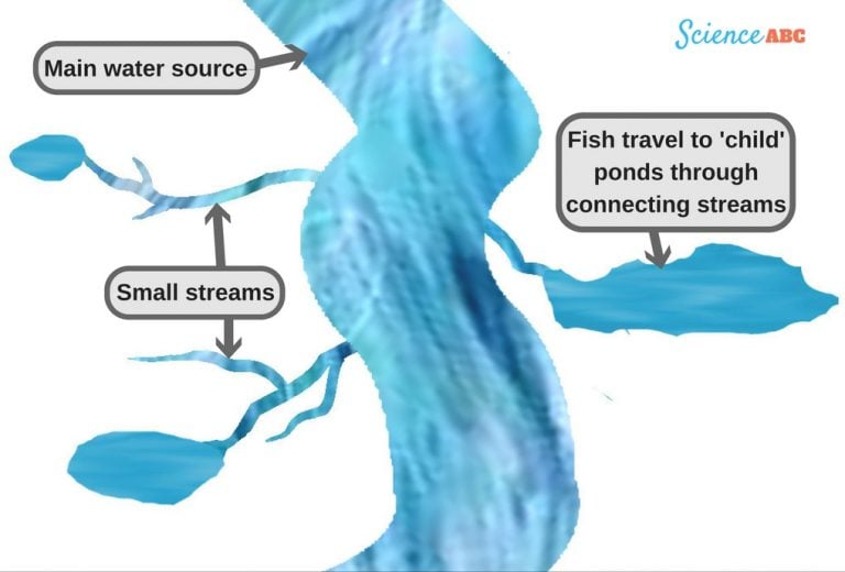 How Do Fish Get In Ponds And Lakes? | ScienceABC