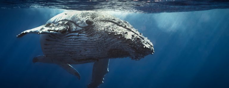 Science ABC » Page 170 of 228 » Science Explained In Simple Words