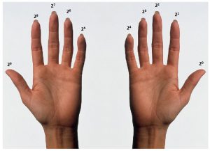 How High Can You Count On Your Fingers? » ScienceABC