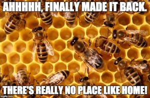 How Do Bees Find Their Way Back To The Hive? » ScienceABC
