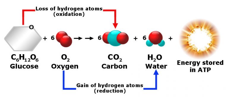 How Do We Produce CO2? Why Do We Exhale Carbon Dioxide?