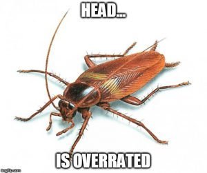 How Can A Cockroach Survive Without Its Head? » ScienceABC