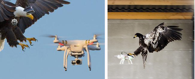 How Do We Track The Movement Of Birds All Over The Globe? » ScienceABC