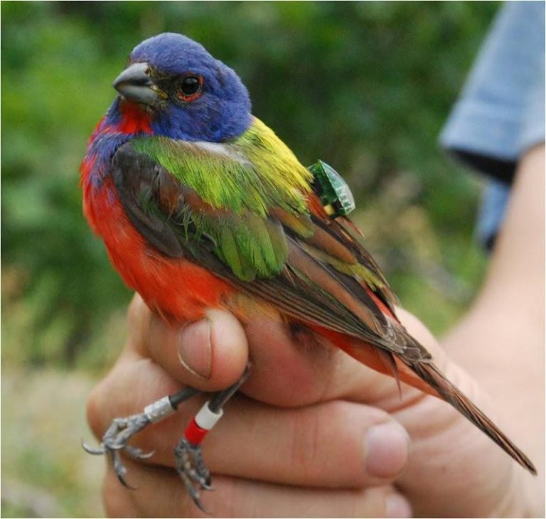 How Do We Track The Movement Of Birds All Over The Globe? » ScienceABC