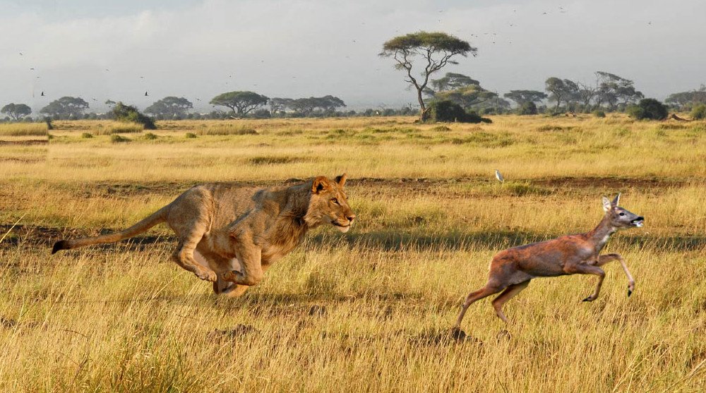 Fight Or Flight Response In Animals