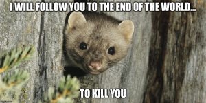 Weasel: Facts You Should Know Before Getting A Weasel Pet