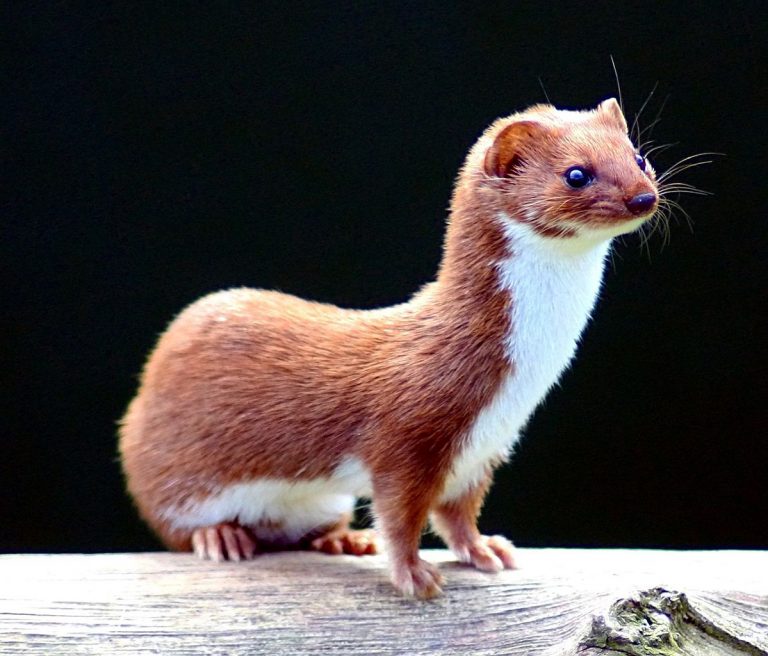 Weasel: Facts You Should Know Before Getting A Weasel Pet