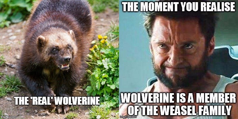 Weasel: Facts You Should Know Before Getting A Weasel Pet