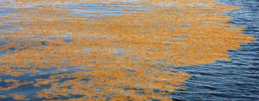 What Is The Sargasso Sea? » ScienceABC