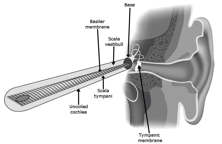 Basilar Membrane: What Is It? What Are Its Functions? » ScienceABC