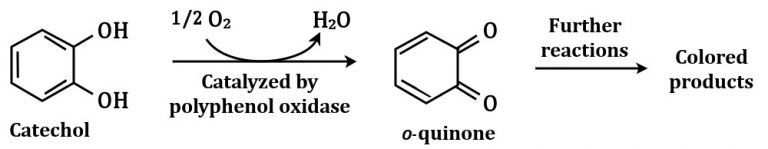 What Causes the Browning of Apples Slices Easy Explanation - Hoerner ...