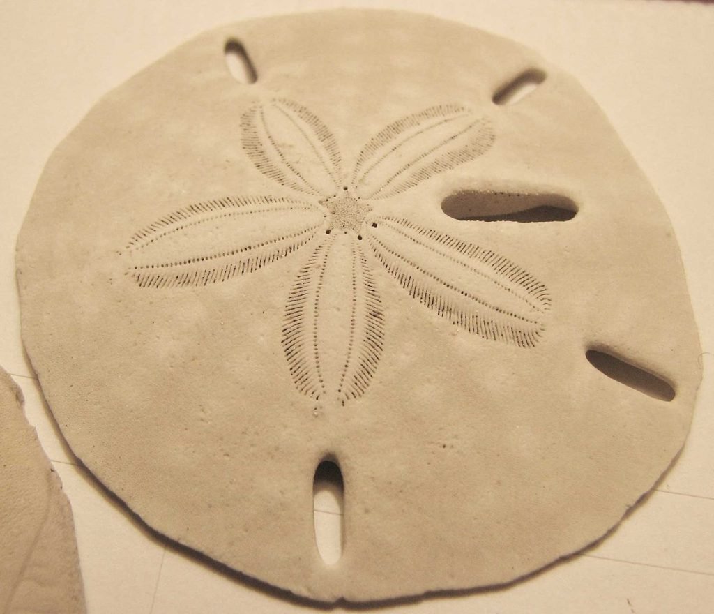 What Are Sand Dollars? » ScienceABC