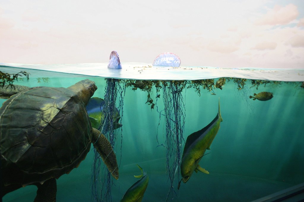 What Is The Sargasso Sea? » ScienceABC