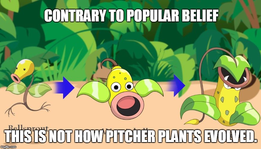 Why Are Some Plants Carnivorous? » ScienceABC