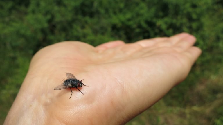 How Do Flies Fly Into Hard Surfaces And Not Get Hurt? » ScienceABC