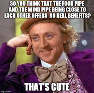 What Are Esophagus And Trachea? Why Are They Located Close To Each Other?