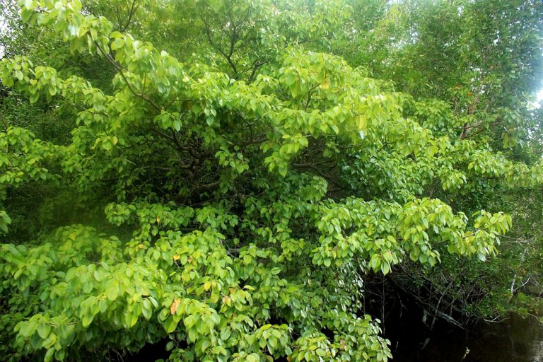 Manchineel Tree Facts: Science Behind The World's Most Dangerous Tree