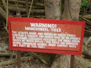 Manchineel Tree Facts: Science Behind The World's Most Dangerous Tree
