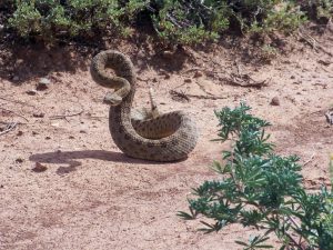 Rattlesnake Rattle: How And Why Does A Rattlesnake Produce Its Rattle?