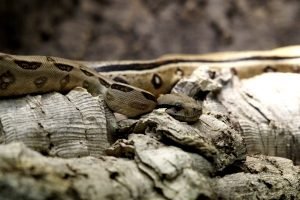 Rattlesnake Rattle: How And Why Does A Rattlesnake Produce Its Rattle?