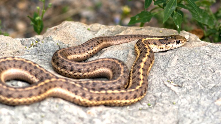 Mutation In Sonic Hedgehog Genes: How Did The Snake Lose Its Legs?
