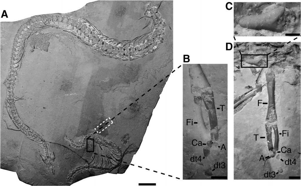 Mutation In Sonic Hedgehog Genes: How Did The Snake Lose Its Legs?