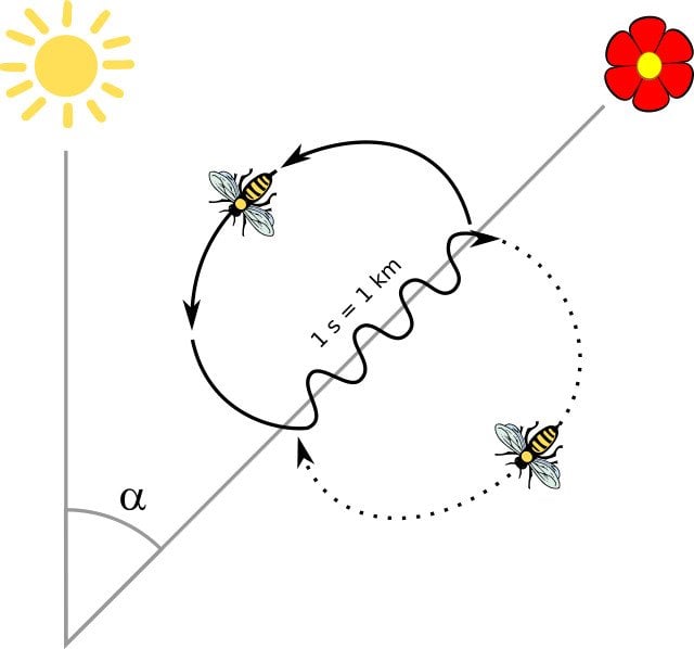 Do Bees Sleep? » ScienceABC