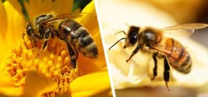 Do Bees Sleep? » ScienceABC