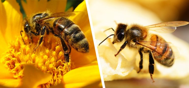 Do Bees Sleep? » ScienceABC