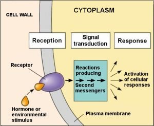 What Is Cytosol? How Is It Different From Cytoplasm? » ScienceABC