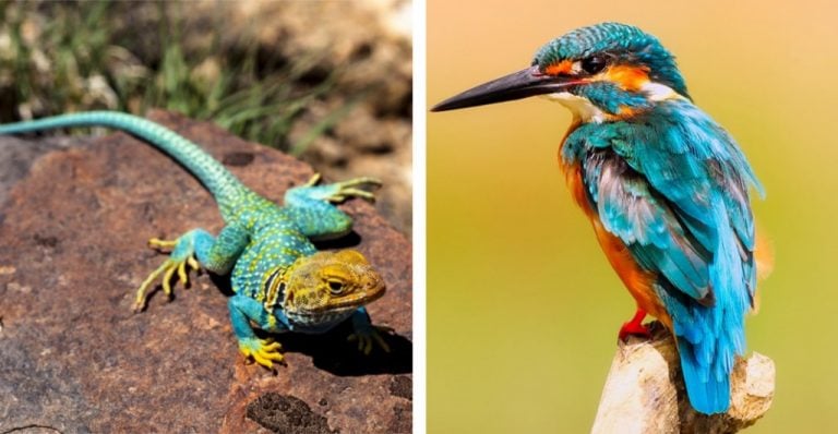Are Birds Really Reptiles? » ScienceABC